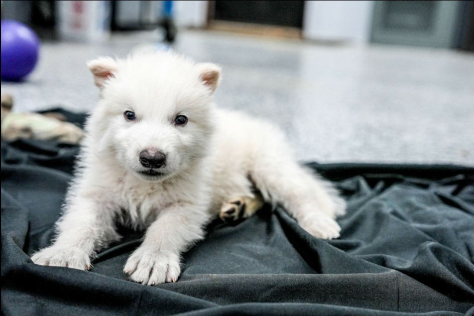 The 20 Edits That Brought Back the Dire Wolf