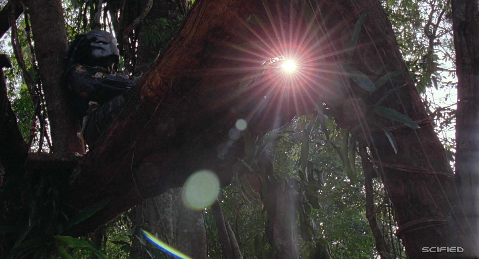 Predator - Up In The Trees (Predator Movie Images Images)