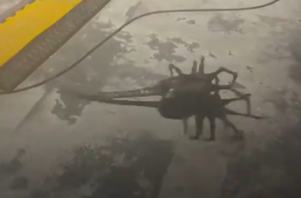 Fede Alvarez shares bts footage of RC Facehugger on the set of Alien ...